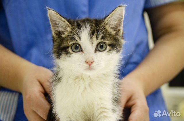 Арчи и Алик