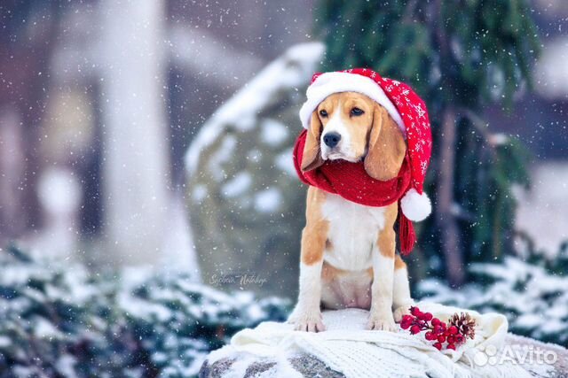 Подрощенная девочка бигль в питомнике Ви-Олди