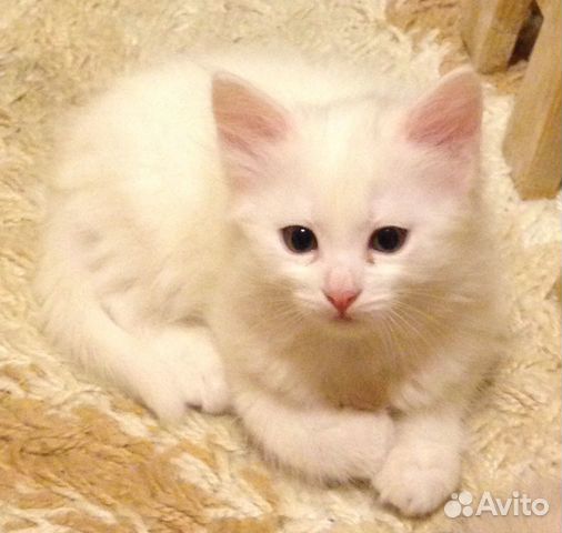 Белая пушистая кошечка