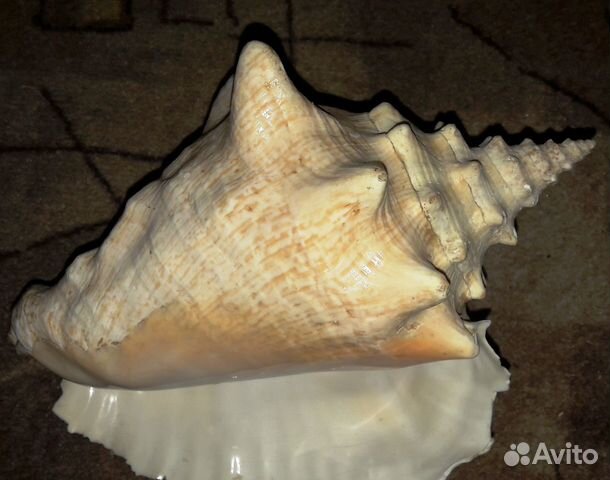 Морская ракушка раковина