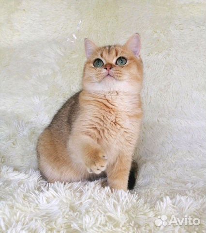 Кошка золотая