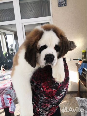 Сенбернар дш )