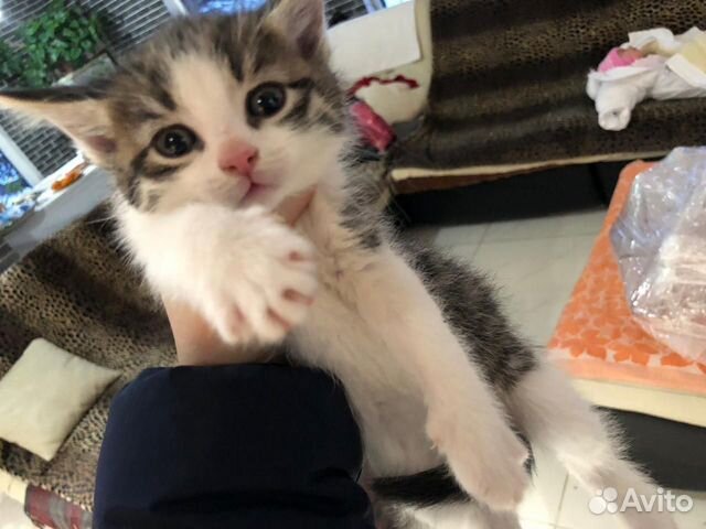 Кошка