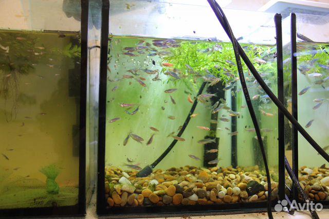 Рыбки вида Danio rerio