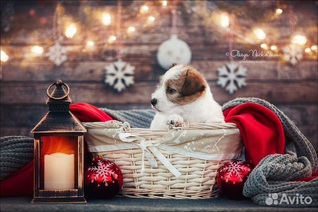 Малыш Тедди готов к переезду