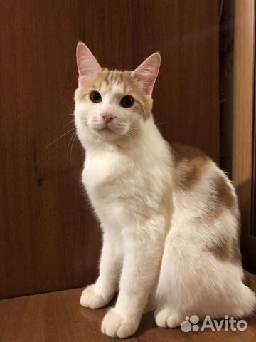 Котик курильский бобтейл ждёт своих людей