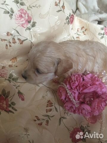 Мини пуделечки