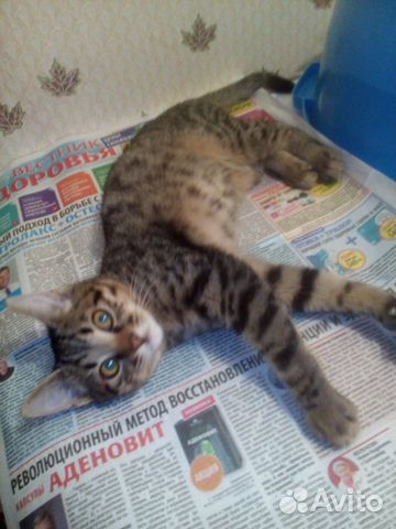 Котенок ищет дом