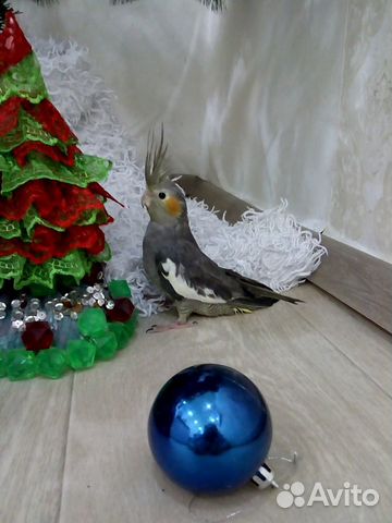 Птенец Кореллы (самка)