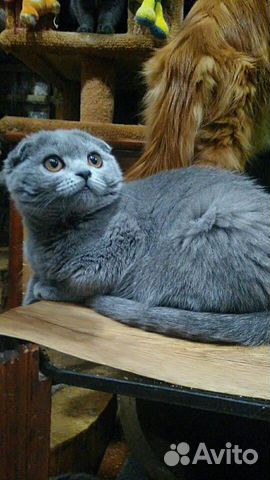 Девочка Капелька 3 мес