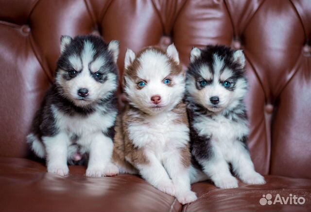 Хаски Голубоглазые и Разноглазые