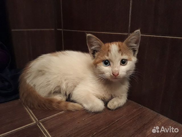 Котёнок Мальчик