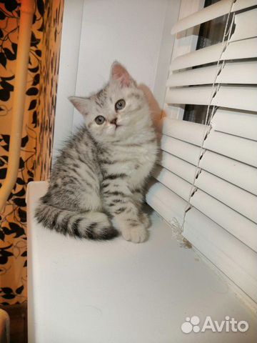 Шотландские котята