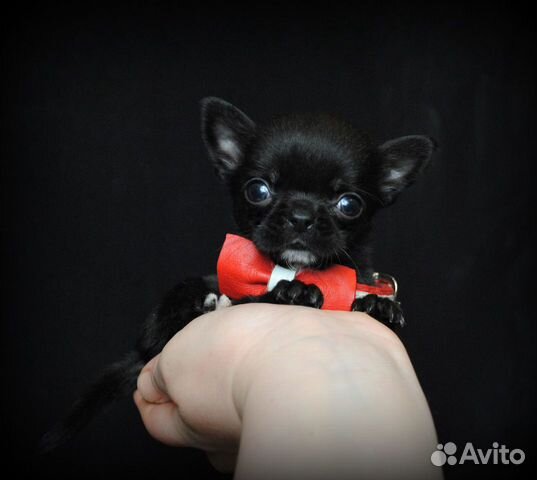 Мини мальчик чихуа