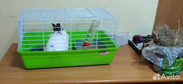 Декоративный кролик с клеткой