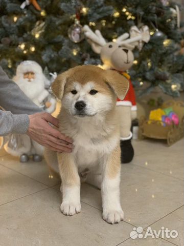 Щенки Акита-ину