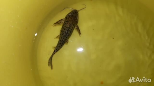 Синодонтис