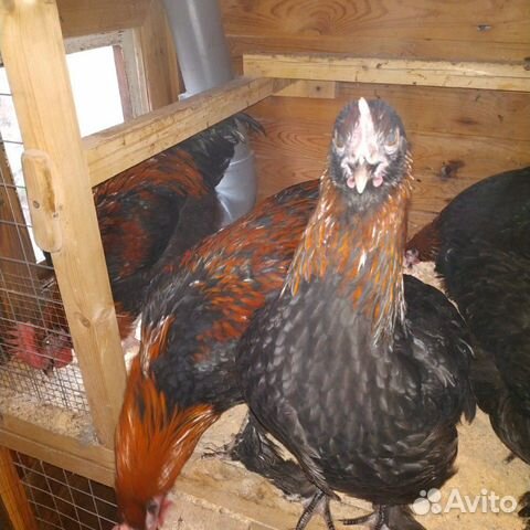 Семья маранов черно-медных, петух