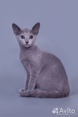 Котенок русской голубой