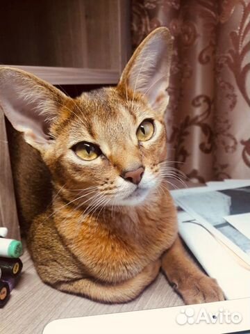 Абиссинские котята 3 девочки