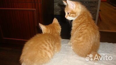 Котята курильчата-внуки чемпиона мира