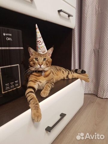 Чаузи