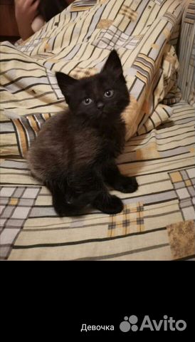 Котенок в дар мальчик и девочка 2 мес