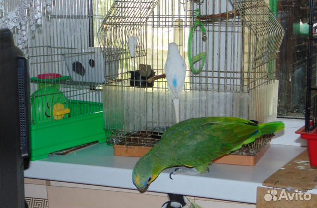 Амазон венесуэльский