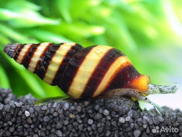 Улитки хелена