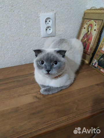 Ждём жениха