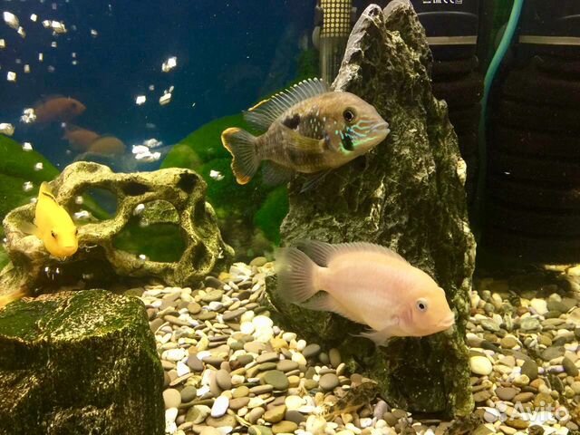 Рыбки цыхлиды