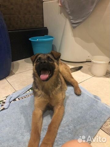 Щенок в добрые руки (помесь с Бельгийской овчаркой