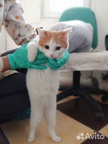 Котёнок 5 месяцев