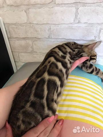 Бенгальская девочка Молли с правом разведения