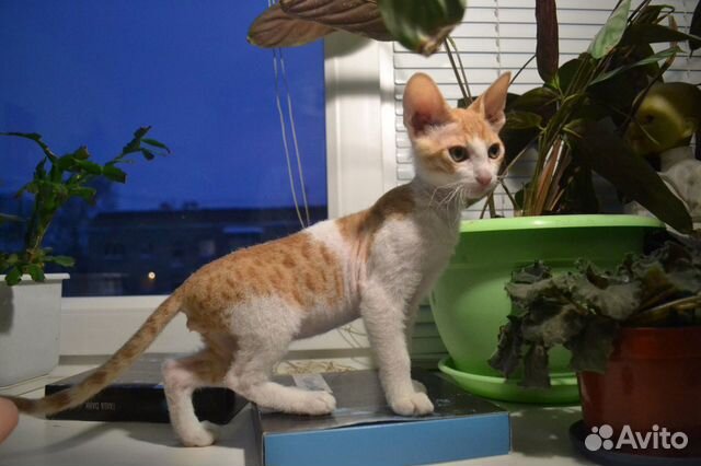 Котенок Сфинкс корниш рекс
