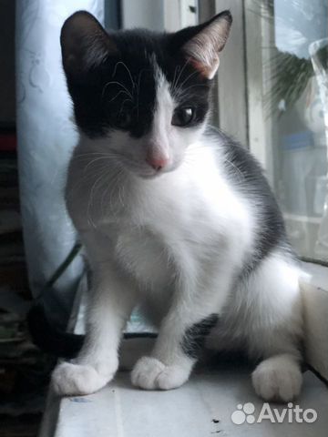 Котёнок