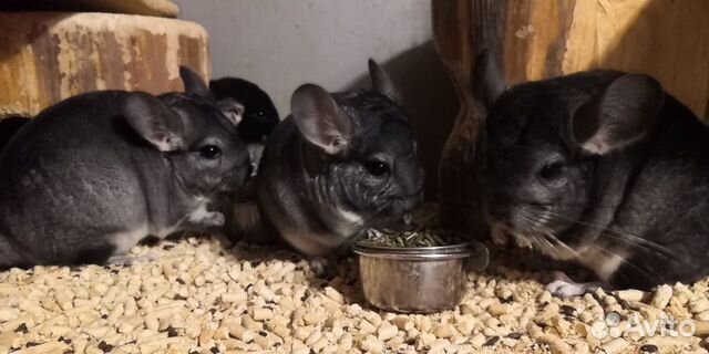 Шиншиллята из питомника