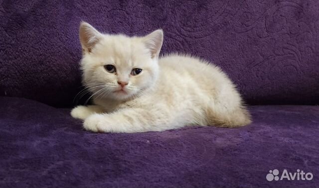 Британский котик