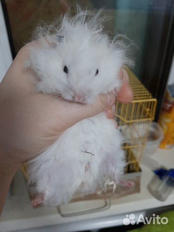 Сирийский хомяк
