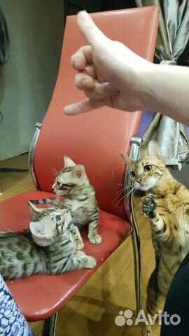Бенгальские котята