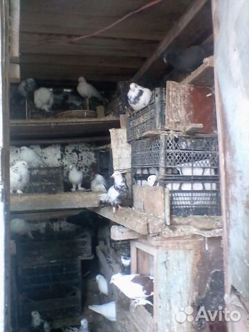 Голуби разных мастей и окраски