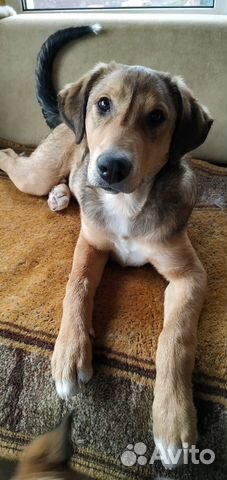 Щенок в дар