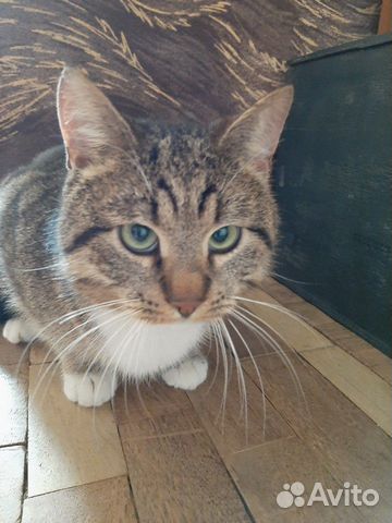 Кот Пифагор ищет дом