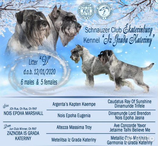 Щенки миттельшнауцера