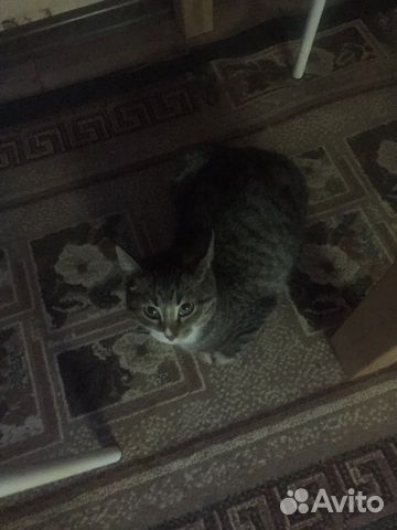 Кошка