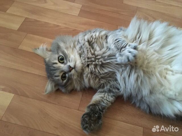 Несчастный кот в добрые руки