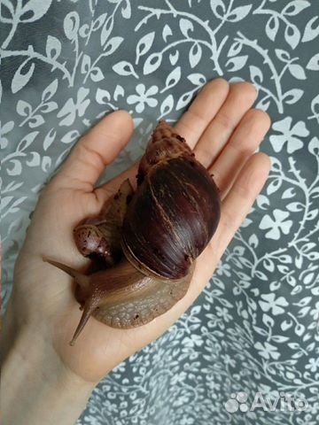 Улитки архатины