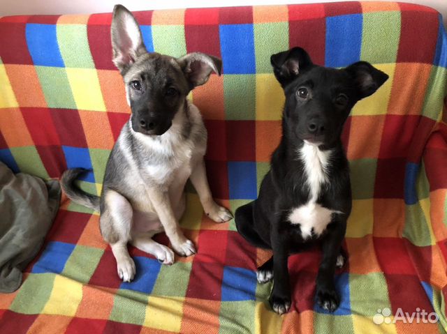 Симба и Эльзочка в дар