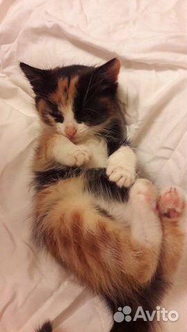 Кошка-матрешка