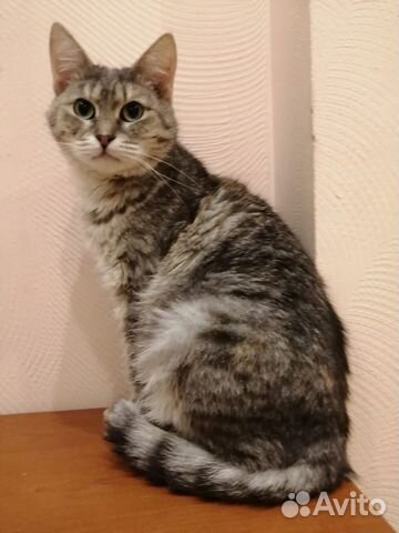 Кошечка с цветочным именем в добрые руки